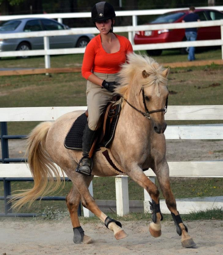 Training – OLD OAKS EQUESTRIAN, llC